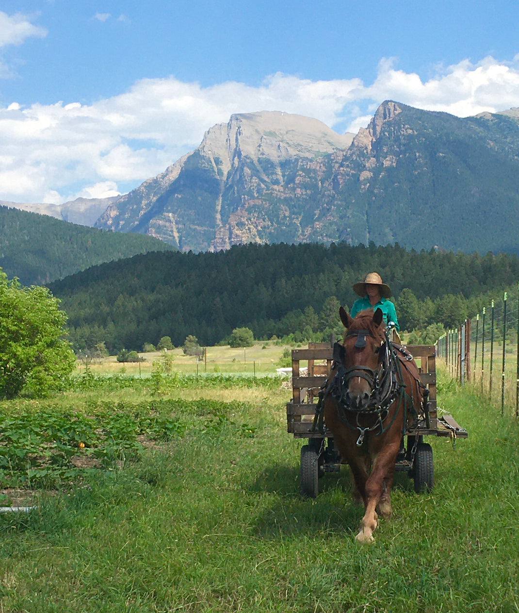 Foothill Farm Montana
