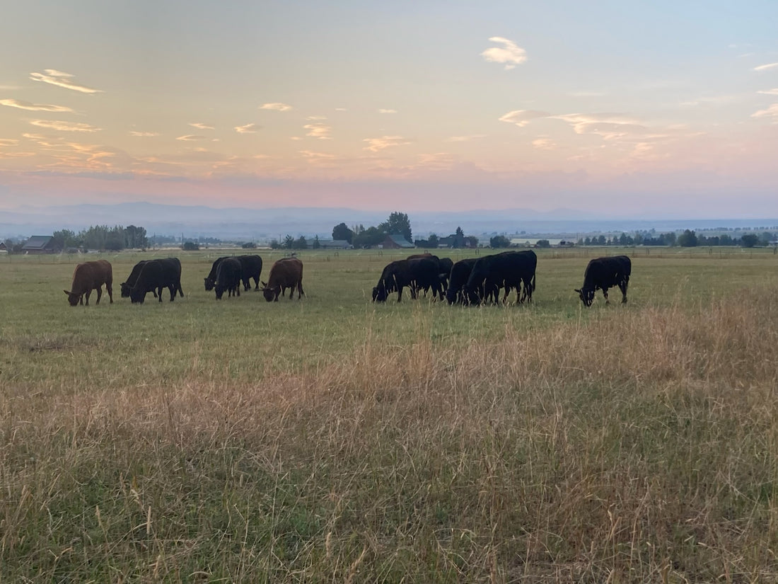 Beef orders – Foothill Farm