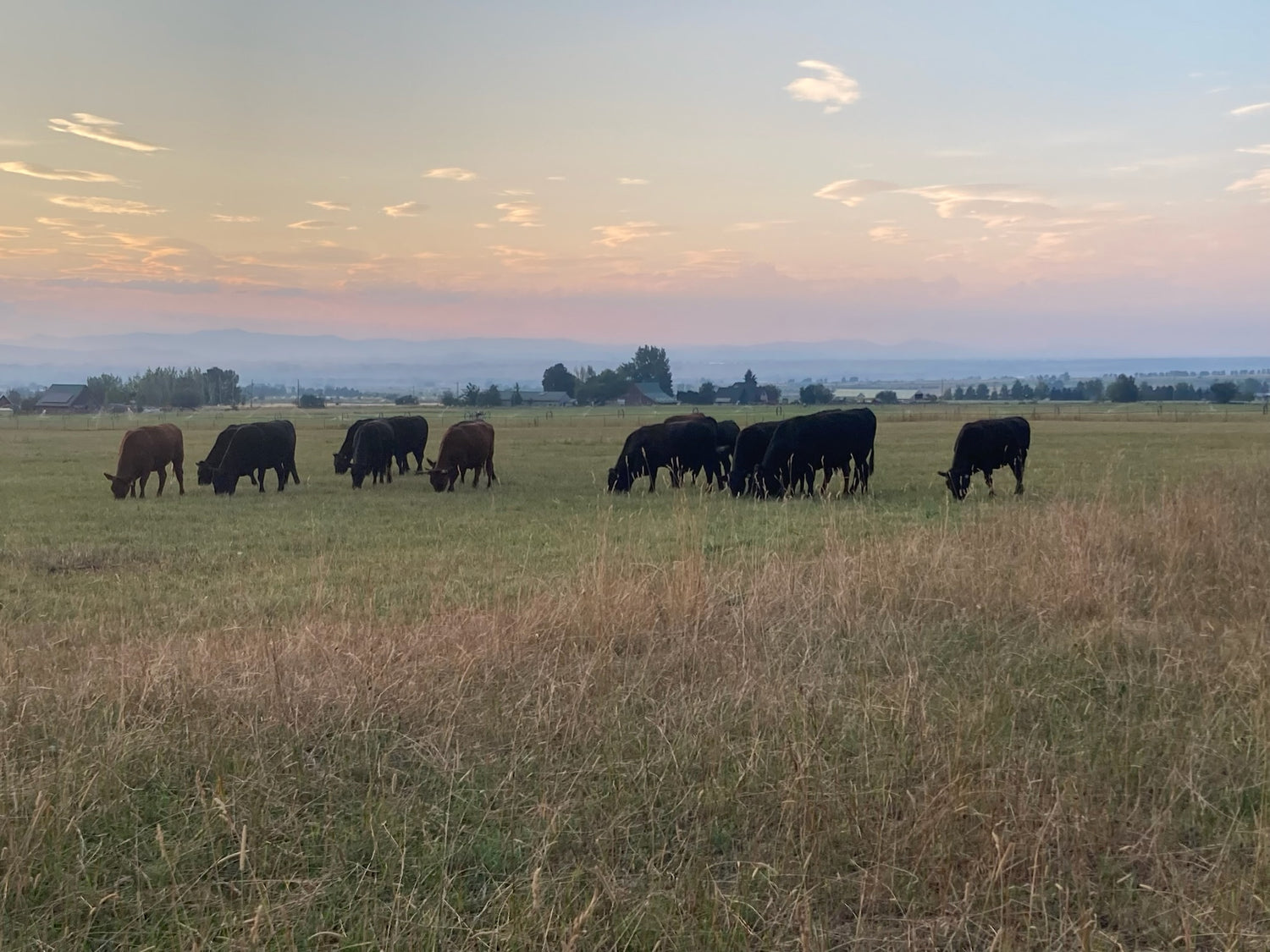 Beef orders – Foothill Farm